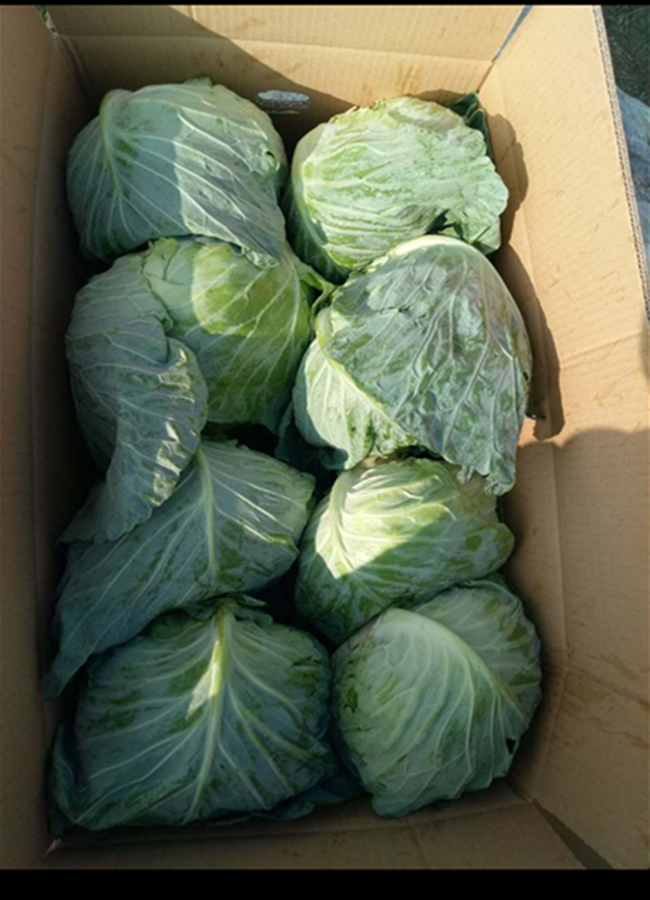 Cabbage x1(L) or 15kg Goncalves – bulkveg.co.za